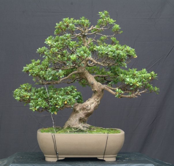 Bonsai – The Boncyclist